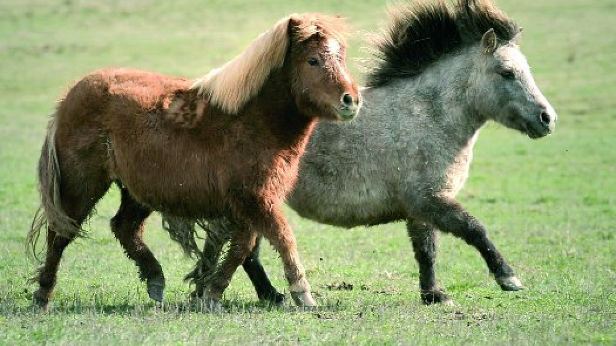 Hasiči chytali dva poníky | POŽÁRY.cz - ohnisko žhavých zpráv | hasiči ...